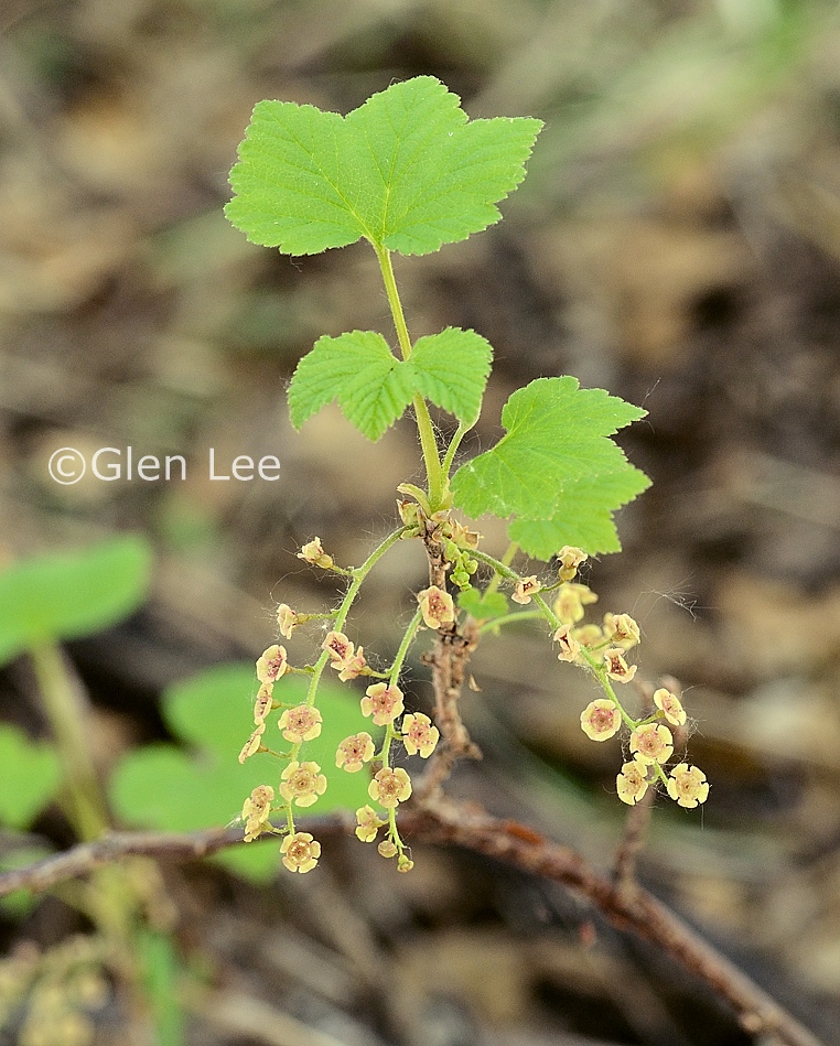 Ribes triste photos Saskatchewan Wildflowers